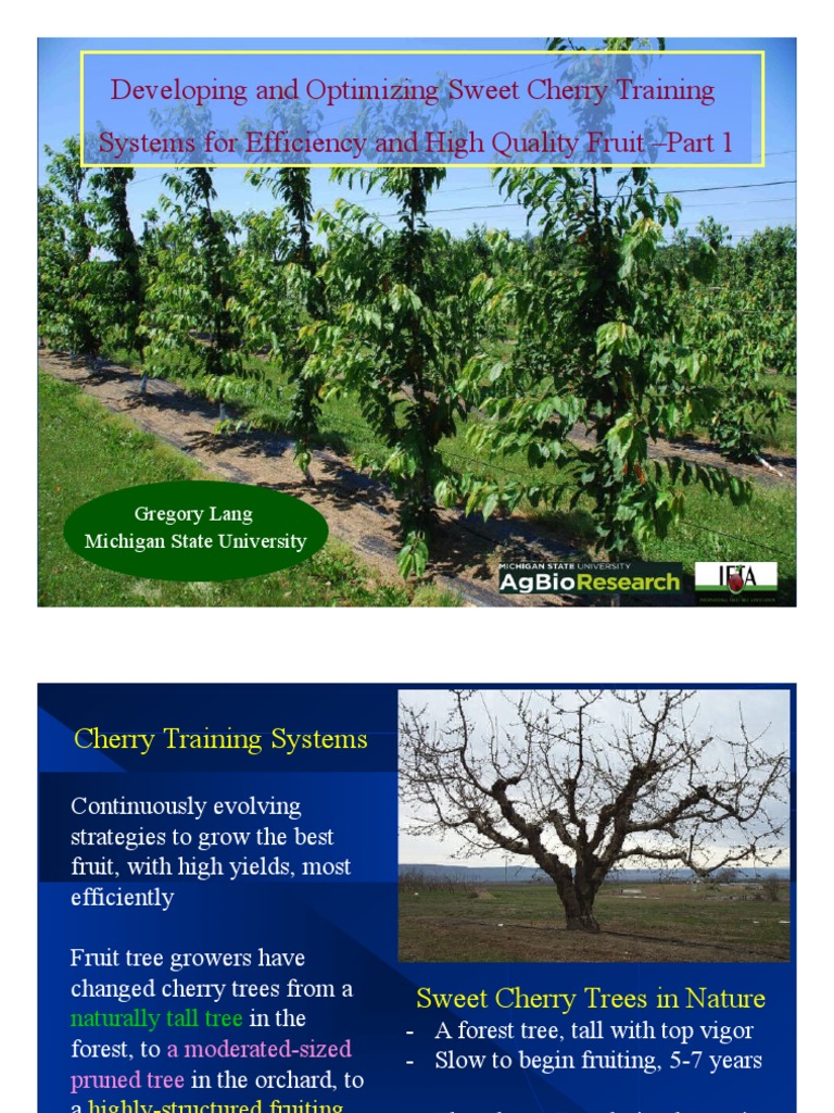 New Sweet Cherry Training Systems Part 1 Small | PDF | Cherry | Trees