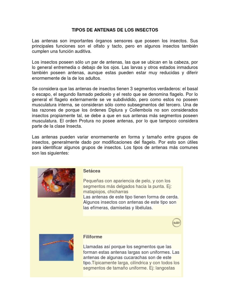 Tipos de Antenas de Los Insectos | PDF | Insectos | Mosca