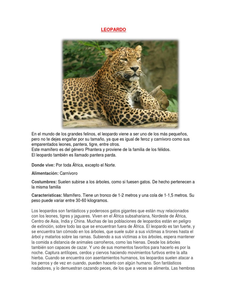 Características del leopardo | PDF | Leopardo | Felidae