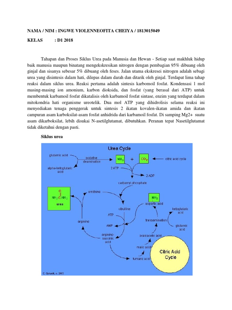 Siklus Urea dan Defisiensi Protein | PDF