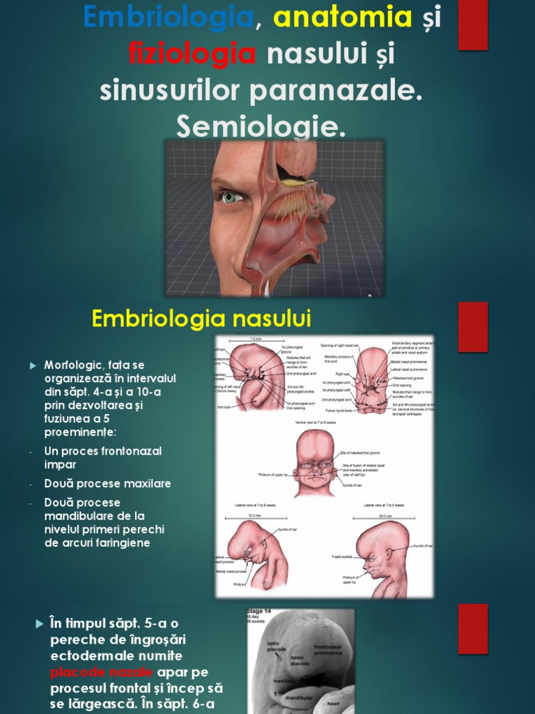 Embriologia, Anatomia Și Fiziologia Nasului Și Sinusurilor | PDF