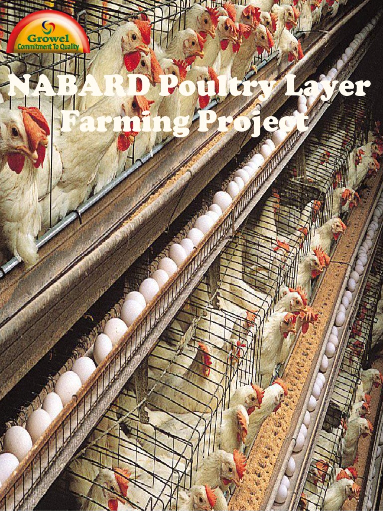 Poultry Business Feasibility | PDF | Poultry Farming | Poultry