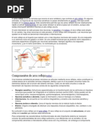 Esquema del Arco Reflejo | PDF
