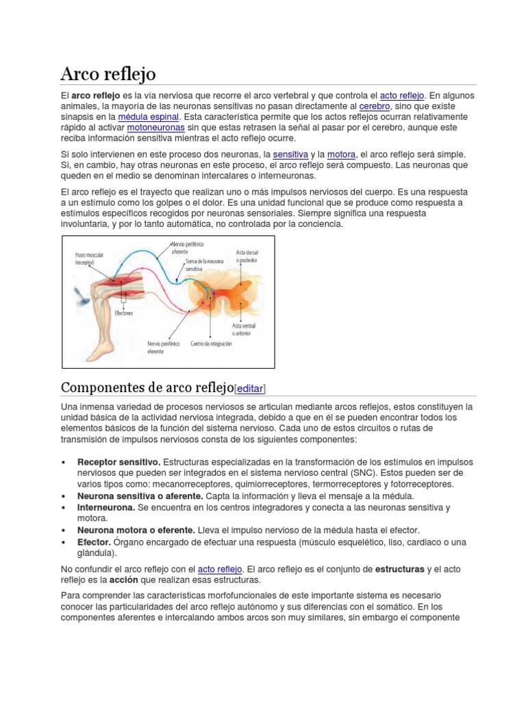 Arco Reflejo | PDF | Sistema nervioso | Neuroanatomía