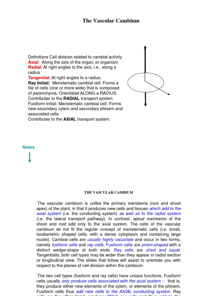 The Vascular Cambium: Axial Radial Tangential | PDF | Branches Of ...