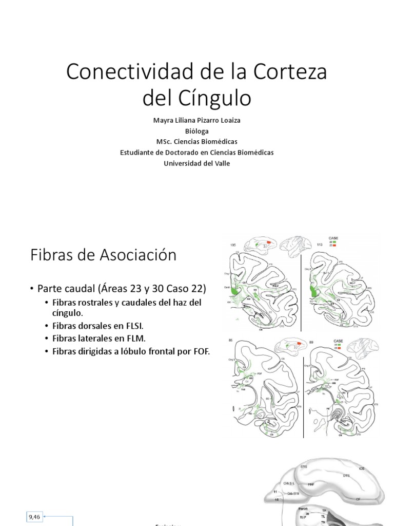 Conectividad de la Corteza del Cíngulo | PDF | Tálamo | Neuroanatomía