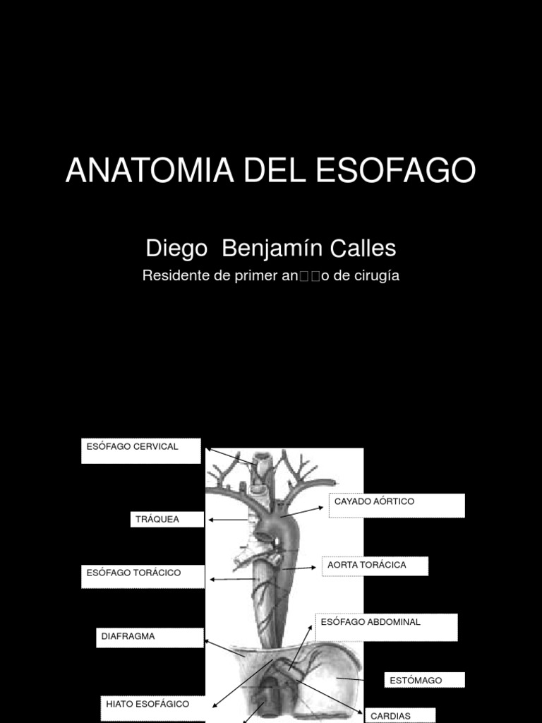 Presentacion Esofago | PDF | Esófago | Estómago