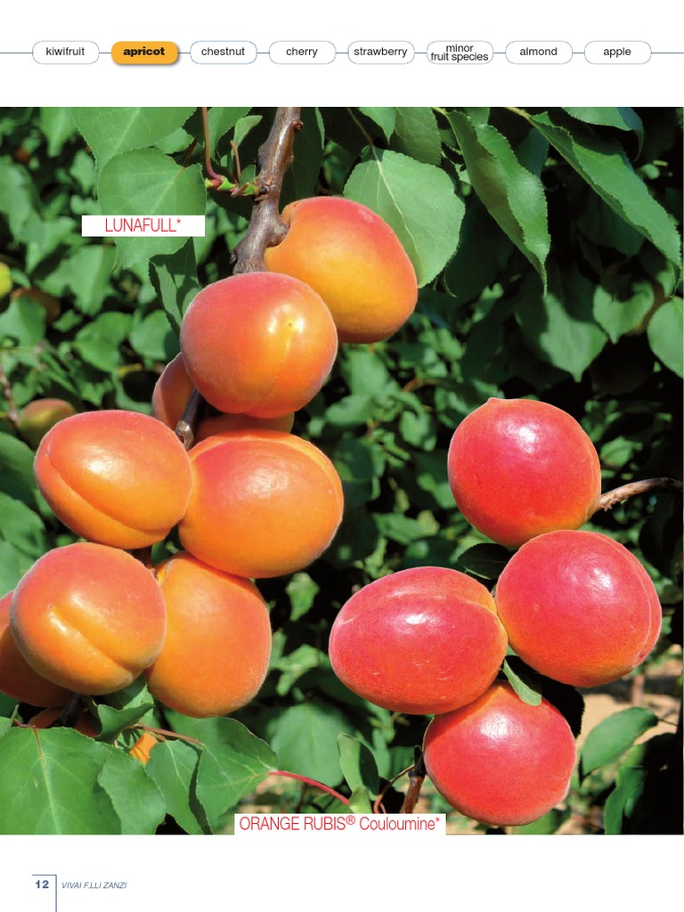 Sárgabarack Fajták | PDF | Apricot | Pruning