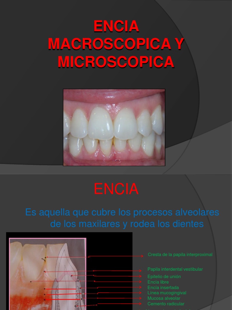Periodonto Encia | PDF | Anatomía | Boca