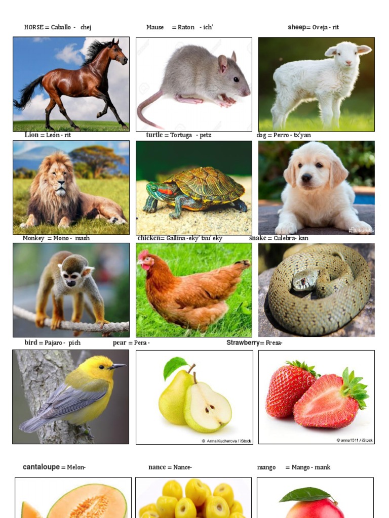 Lion Turtle: Sheep | PDF