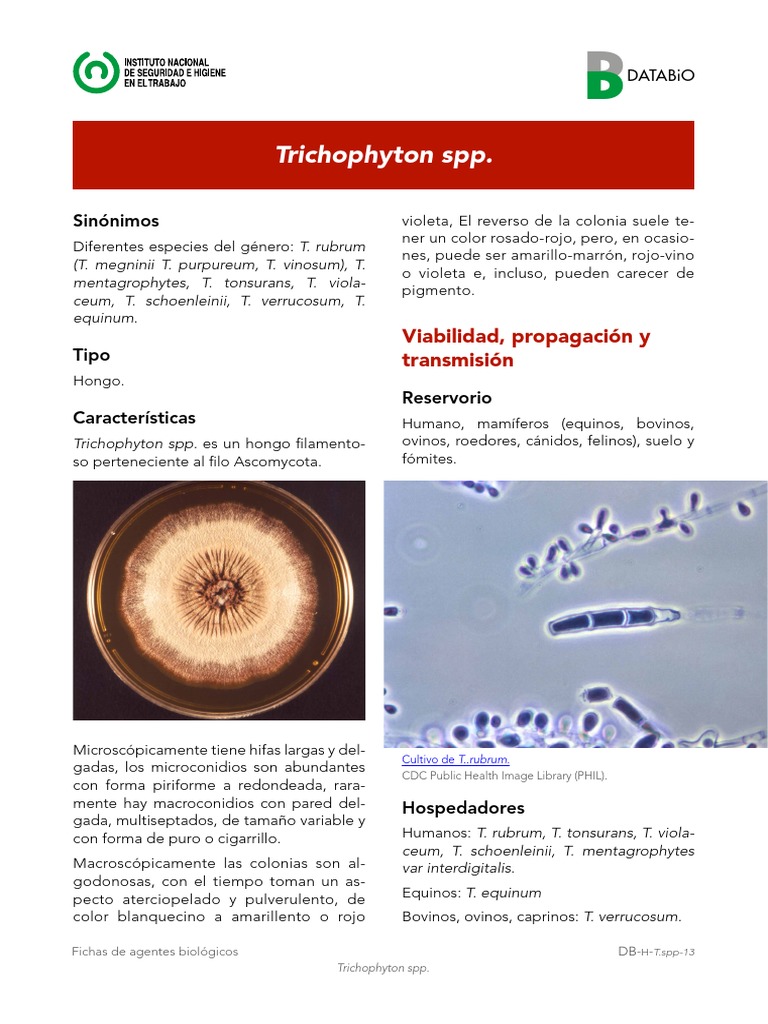 Trichophyton SPP | PDF | Especialidades Medicas | Medicina CLINICA