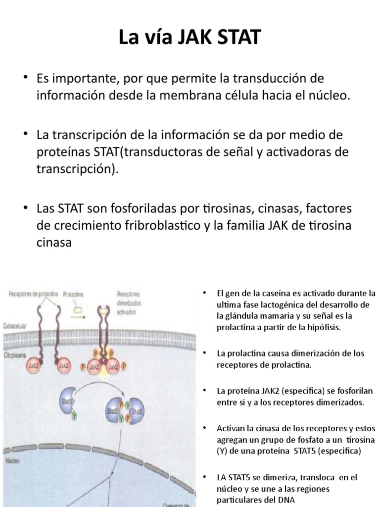 La vía JAK STAT | Receptor (Bioquímica) | Transducción de señales