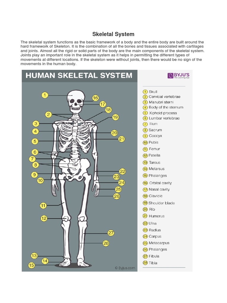 Skeletal System | PDF | Skeleton | Human Body