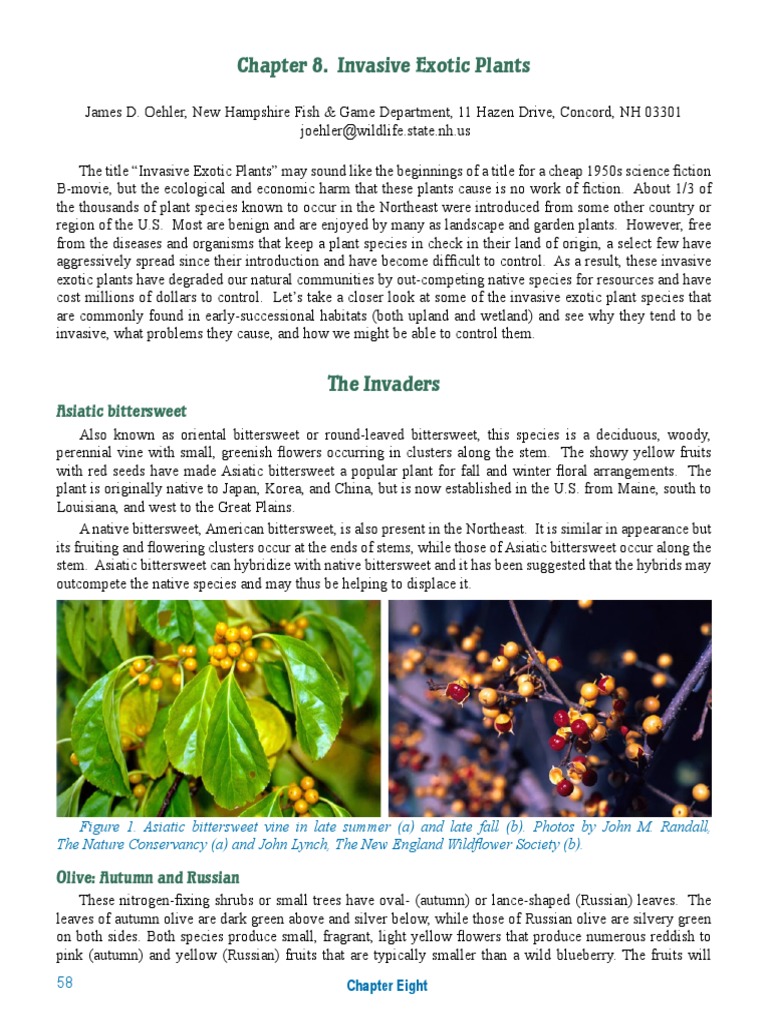 Invasive Exotic Plants in the Northeast | PDF | Invasive Species ...