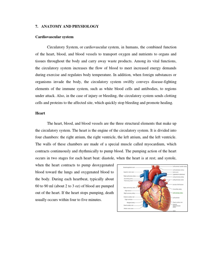 Anatomy and Physiology of The Heart | Download Free PDF | Circulatory ...