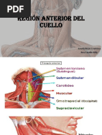 (Anatomía) Triángulos de Pirogoff y Béclard | PDF | Medicina CLINICA ...