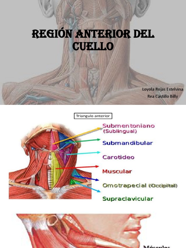Región Anterior Del Cuello | PDF | Anatomía humana | Cabeza y cuello ...