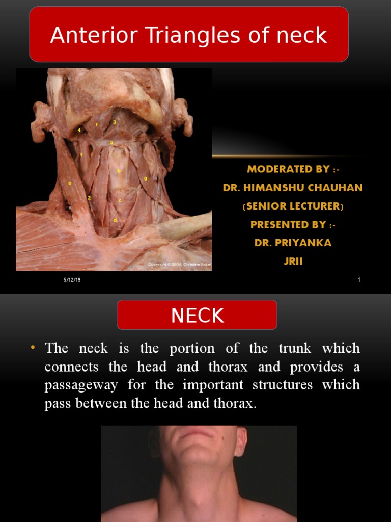 Triangles of Neck | PDF | Common Carotid Artery | Neck