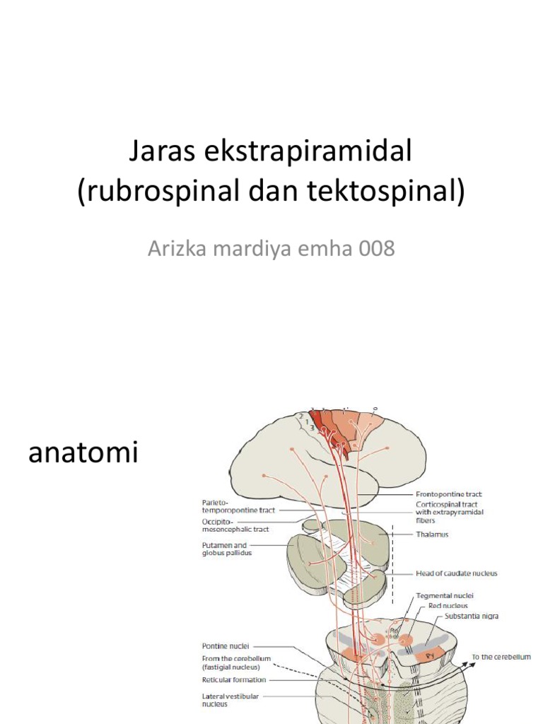 Ekstrapiramidal | PDF