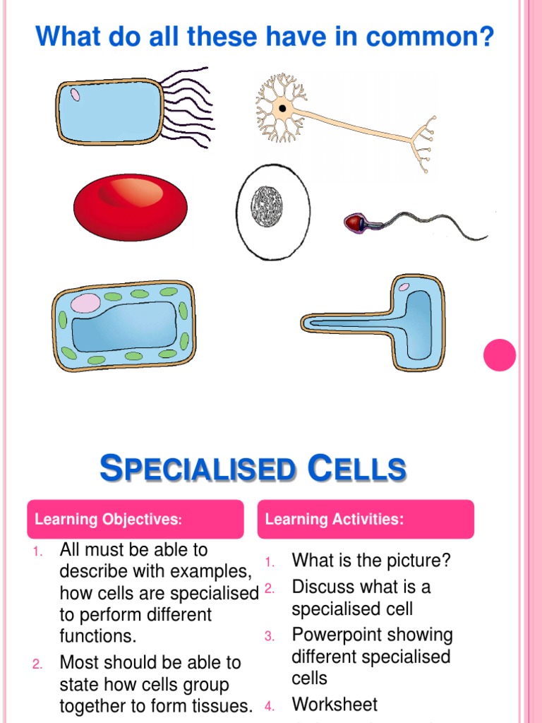 Specialized Cells | PDF | Fertilisation | Cell (Biology)