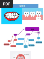 Anatomía de La Cavidad Bucal y La Boca Ilustraciones Con Etiquetas ...