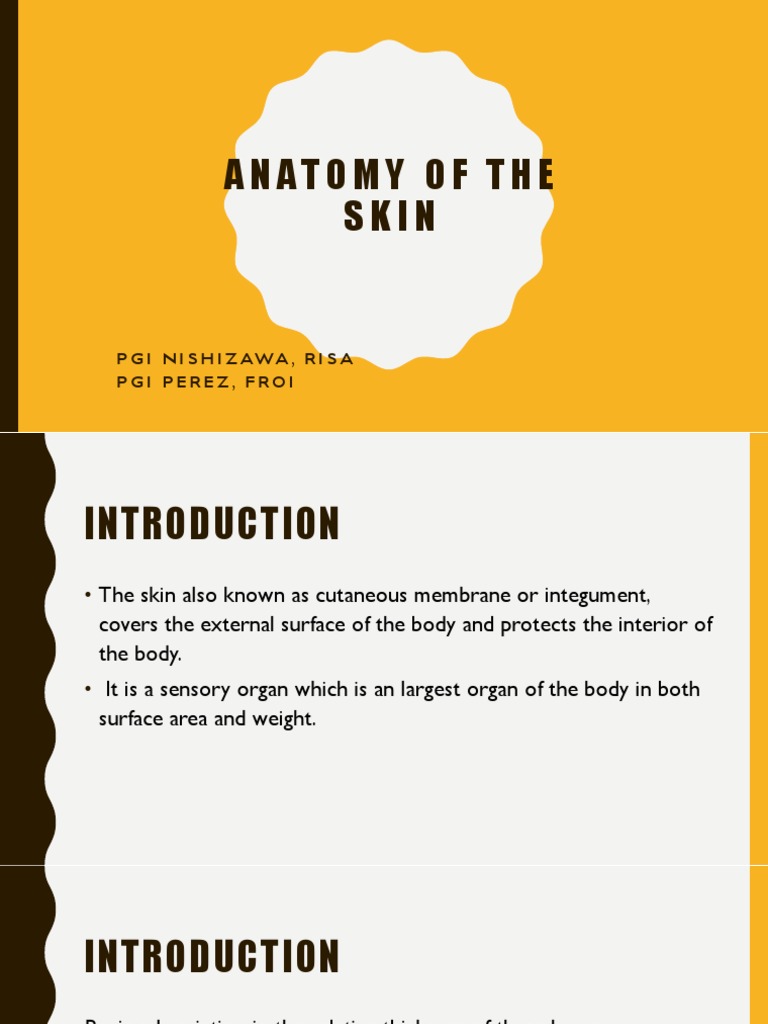 Anatomy of The Skin | PDF | Skin | Epidermis