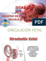Cuadro Sinoptico Circulacion Fetal | PDF