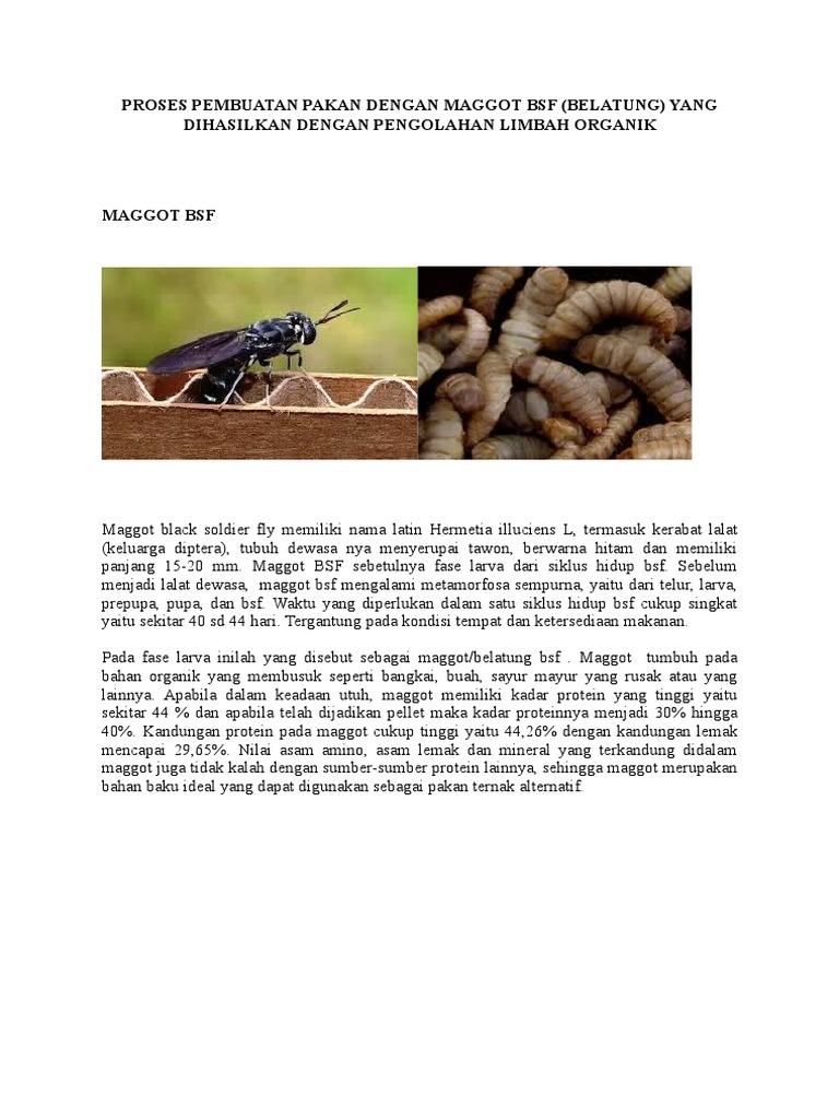Proses Pembuatan Pakan Dengan Maggot BSF | PDF