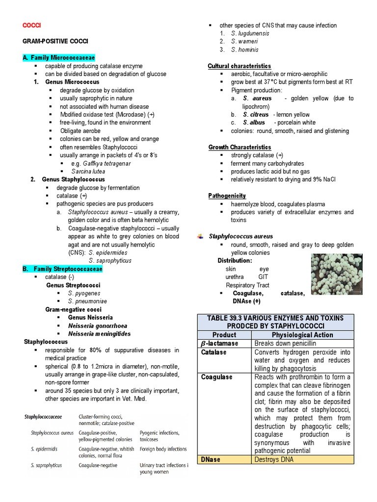 Gram-Positive Cocci Classification and Pathogenic Species | PDF ...