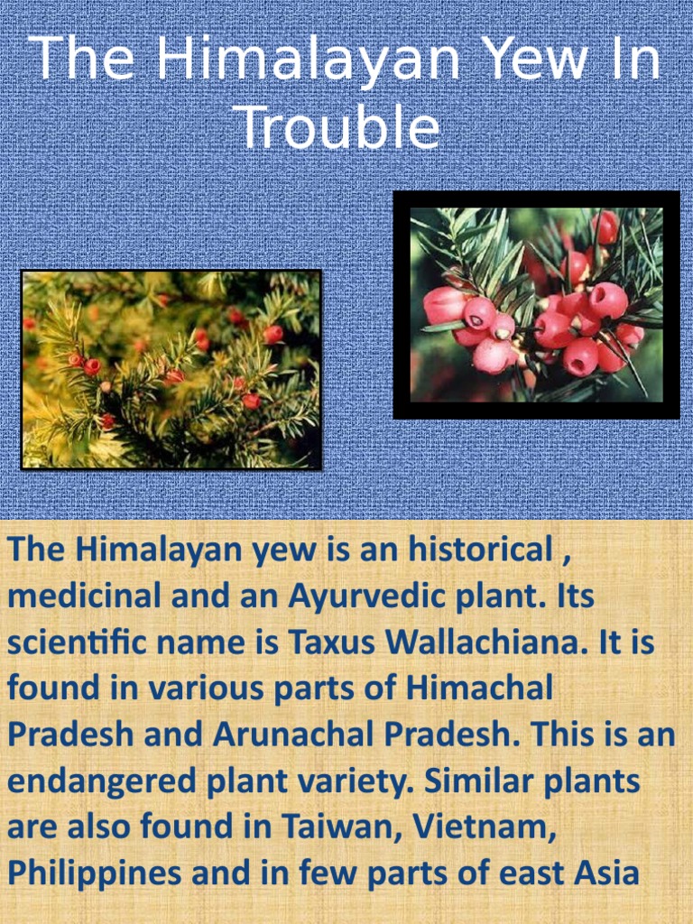 The Himalayan Yew in Trouble | PDF