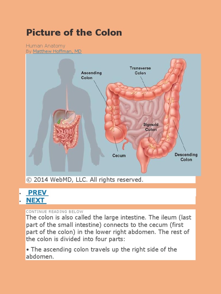 Picture of The Colon: Prev Next | PDF | Colonoscopy | Large Intestine