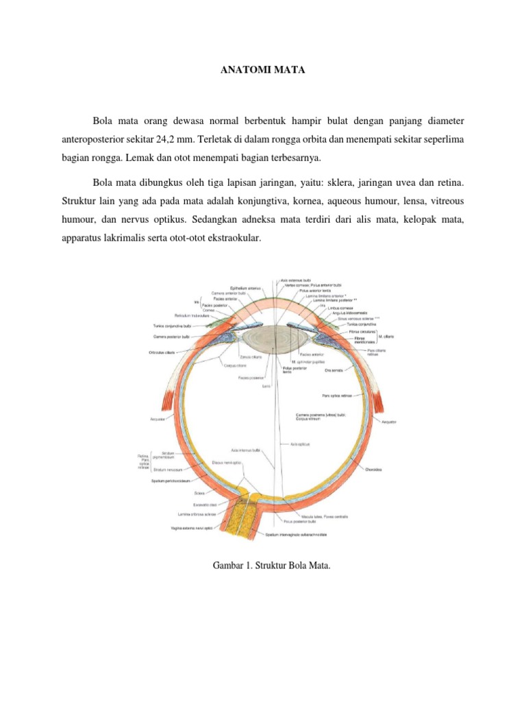Struktur dan Anatomi Bola Mata | PDF | Ilmu Sosial