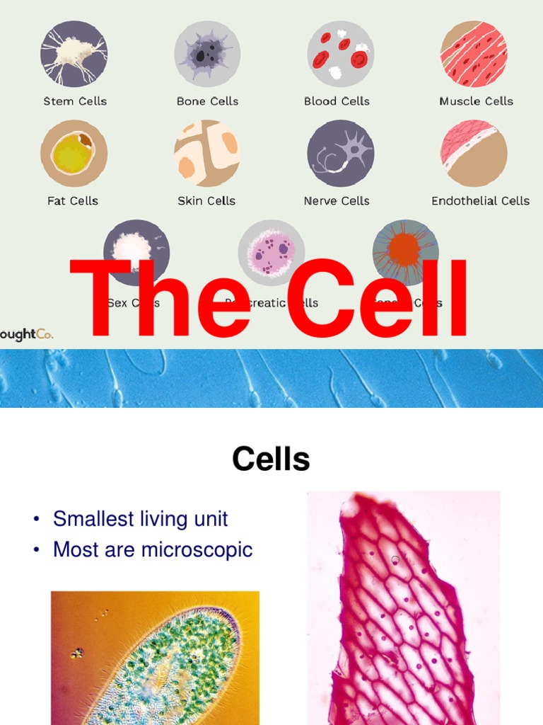 Overview of Cell Biology Concepts | PDF | Cell (Biology) | Cell Membrane