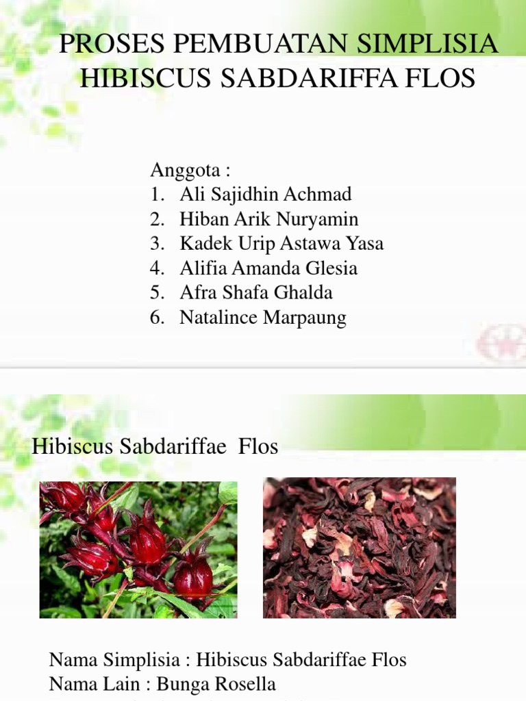 Proses Pembuatan Simplisia Rosella | PDF