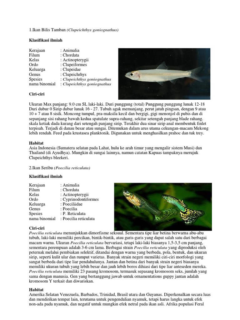 Ikann Tawr | PDF | Sains & Matematika