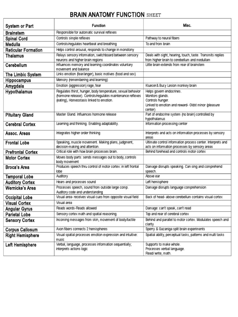 Brain Anatomy Function Cheat Sheet | PDF | Neurotransmitter | Central ...