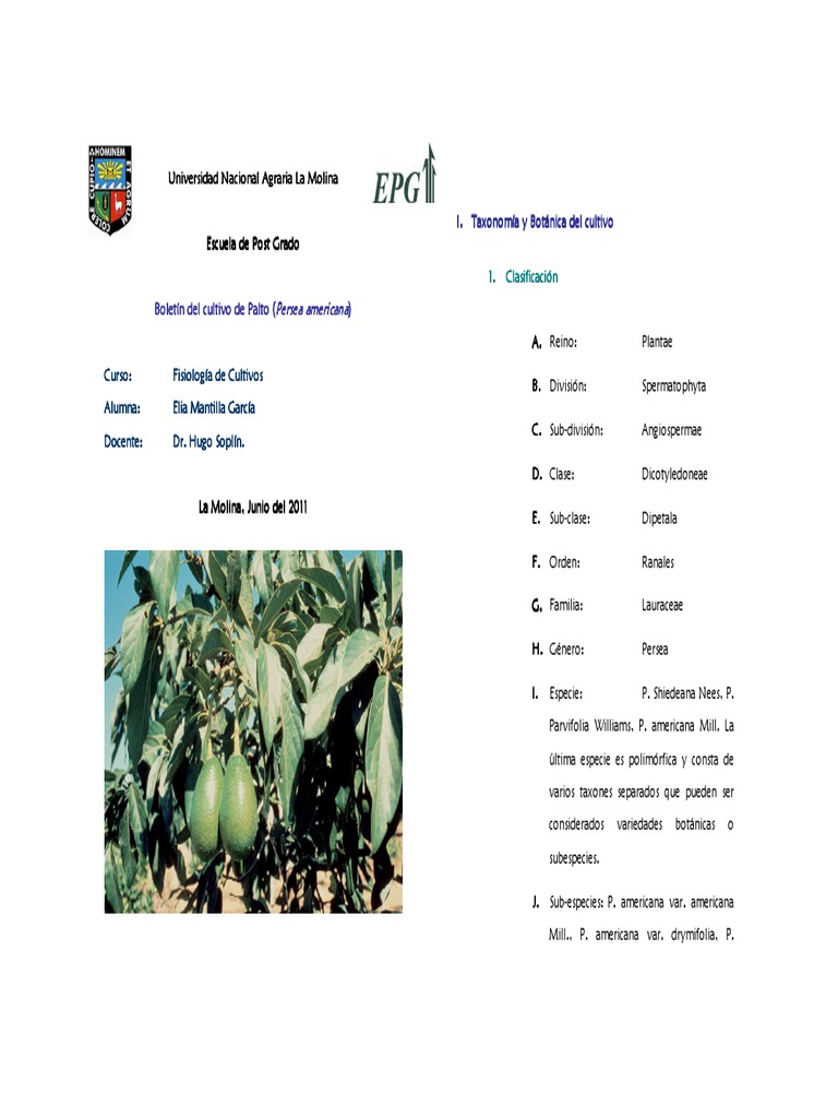 Fisiologia Del Cultivo de Palto PDF | PDF | Aguacate | Fruta