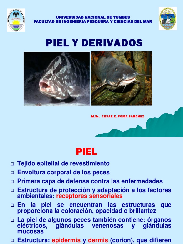 6 Piel Escamas | PDF | Epitelio | Piel