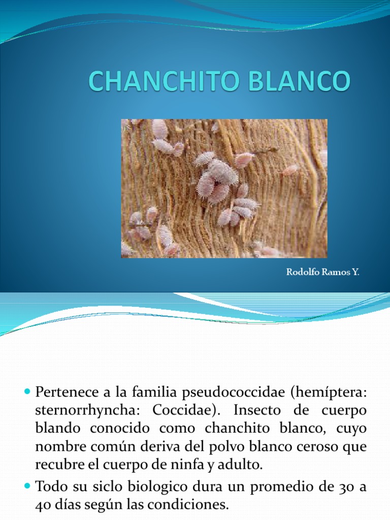 Ciclo y Control del Chanchito Blanco | PDF | Plaga (organismo) | Insectos