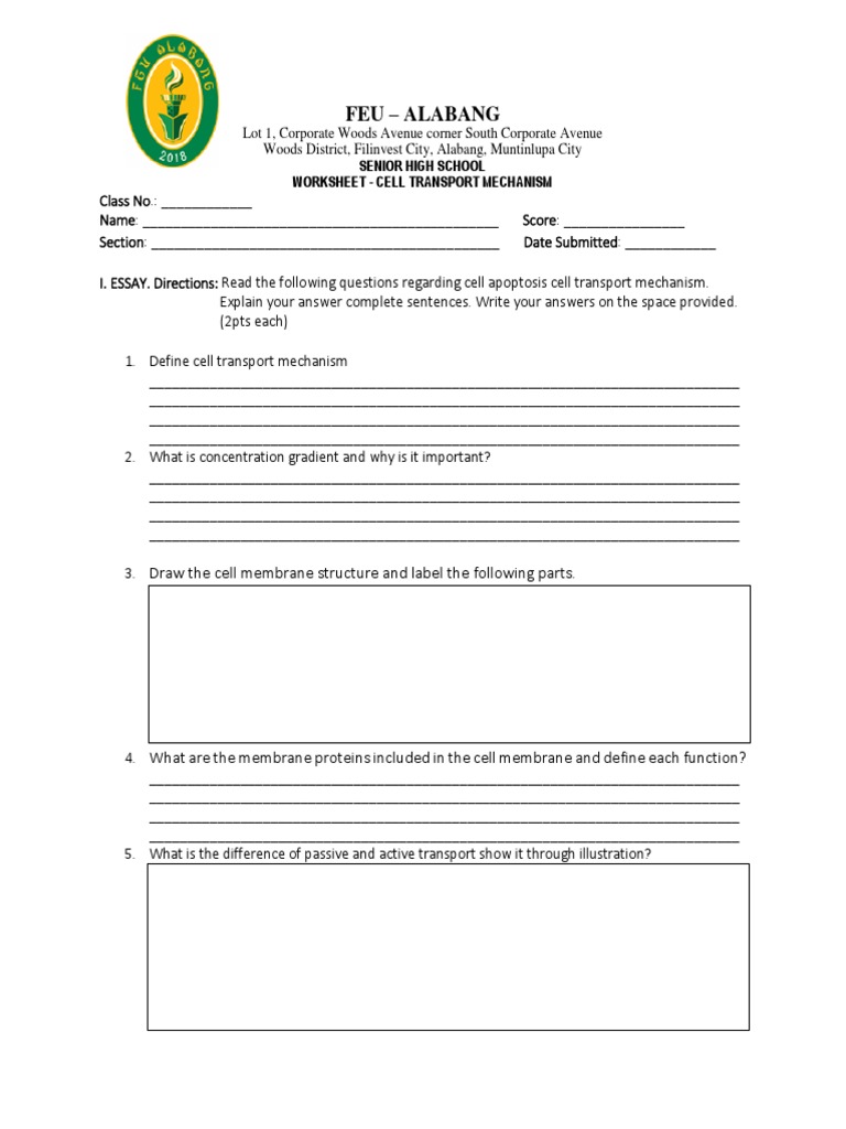 Cell Transport Mechanism Worksheet | PDF | Biophysics | Biochemistry
