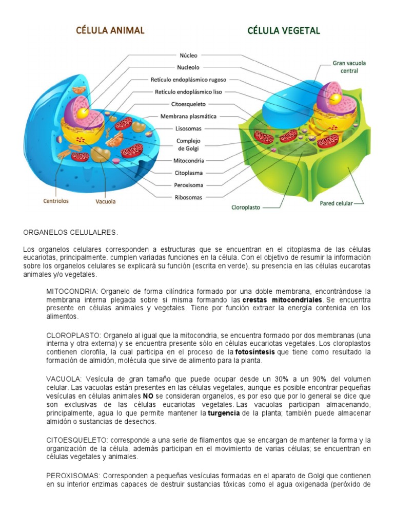 Biologia-Partes de La Célula Animal y Vegetal | PDF | Retículo ...