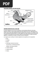 Anatomia y Fisologia Del Sistema Digestivo de Las Aves | PDF | Digestión | Bilis