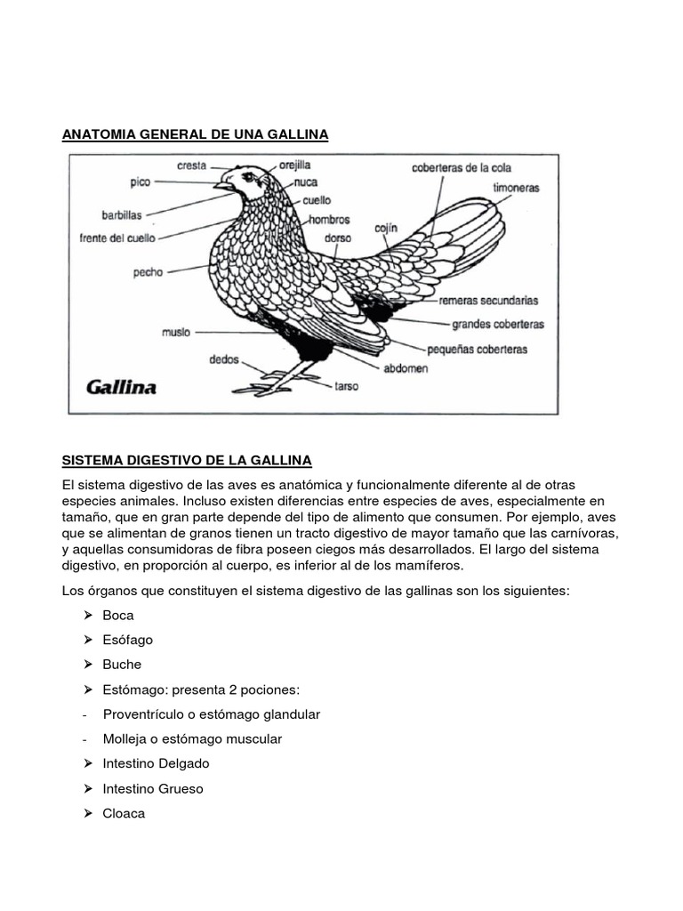 Anatomia General de Una Gallina | PDF | Sistema digestivo humano | Estómago