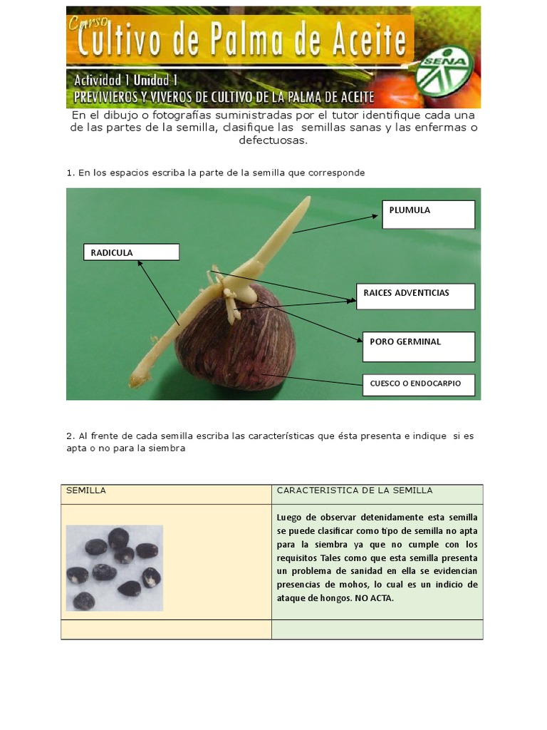 Clasificación de Semillas: Plumula y Radicula | PDF | Semilla | Plantas