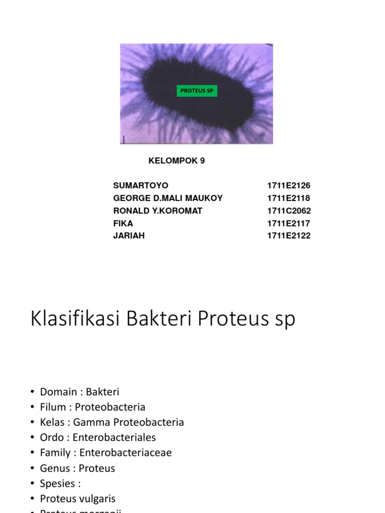 Klasifikasi dan Identifikasi Bakteri Proteus sp | PDF