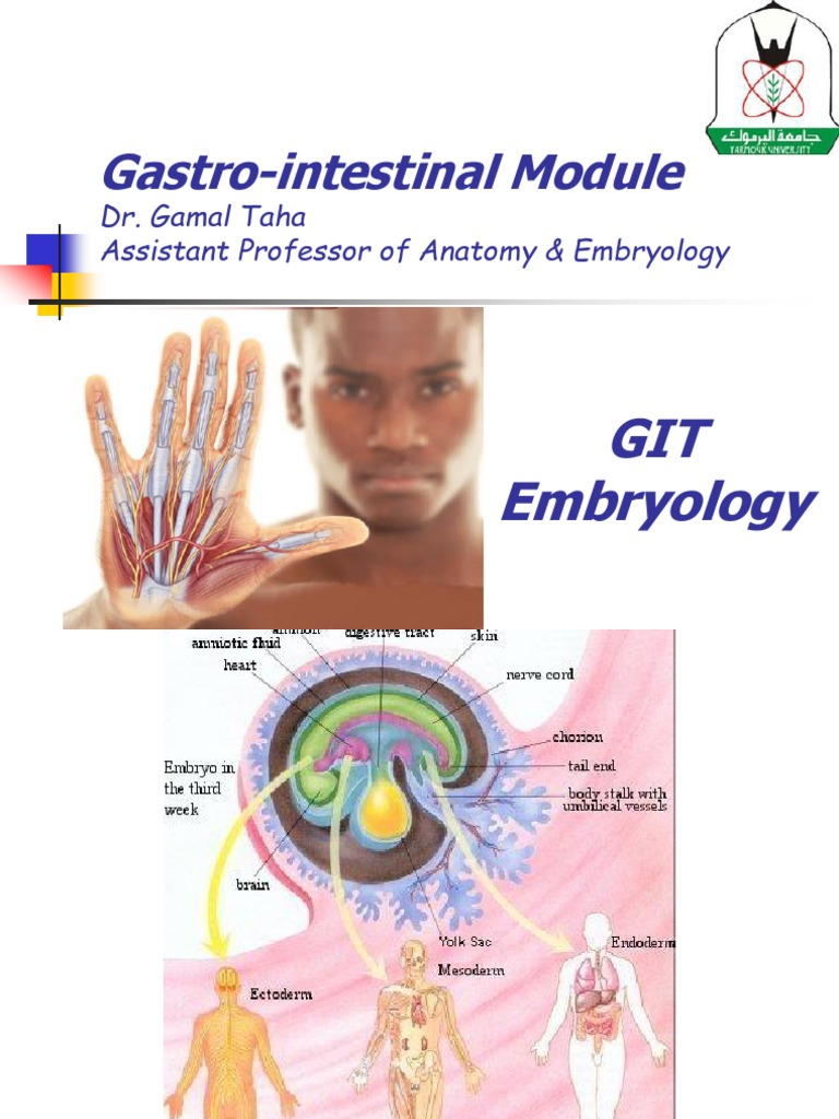 GIT Embryology Overview | PDF | Pancreas | Gastrointestinal Tract