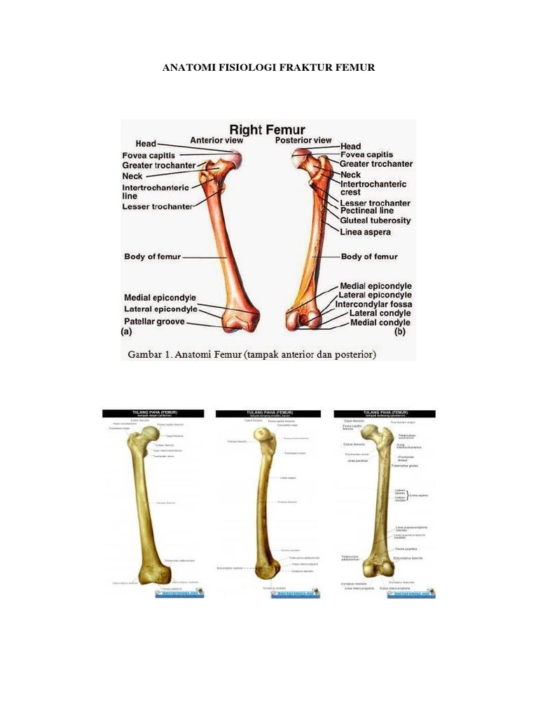 Anatomi Fisiologi Fraktur Femur | PDF