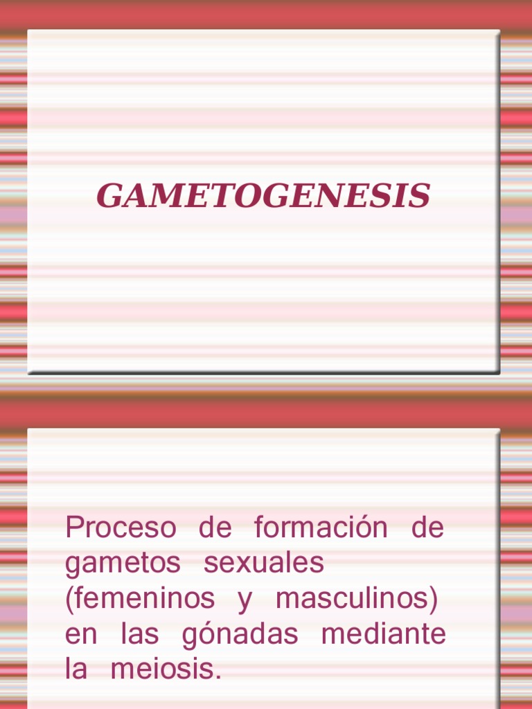 Gametogénesis | PDF