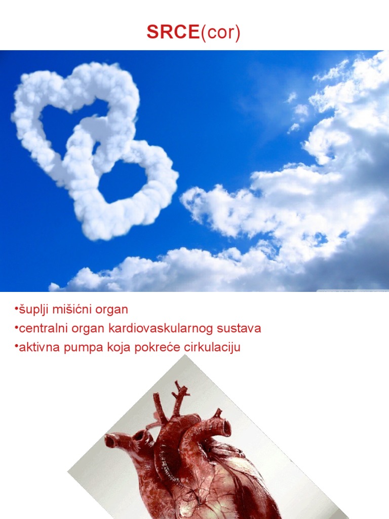 Anatomija Srca PDF | PDF