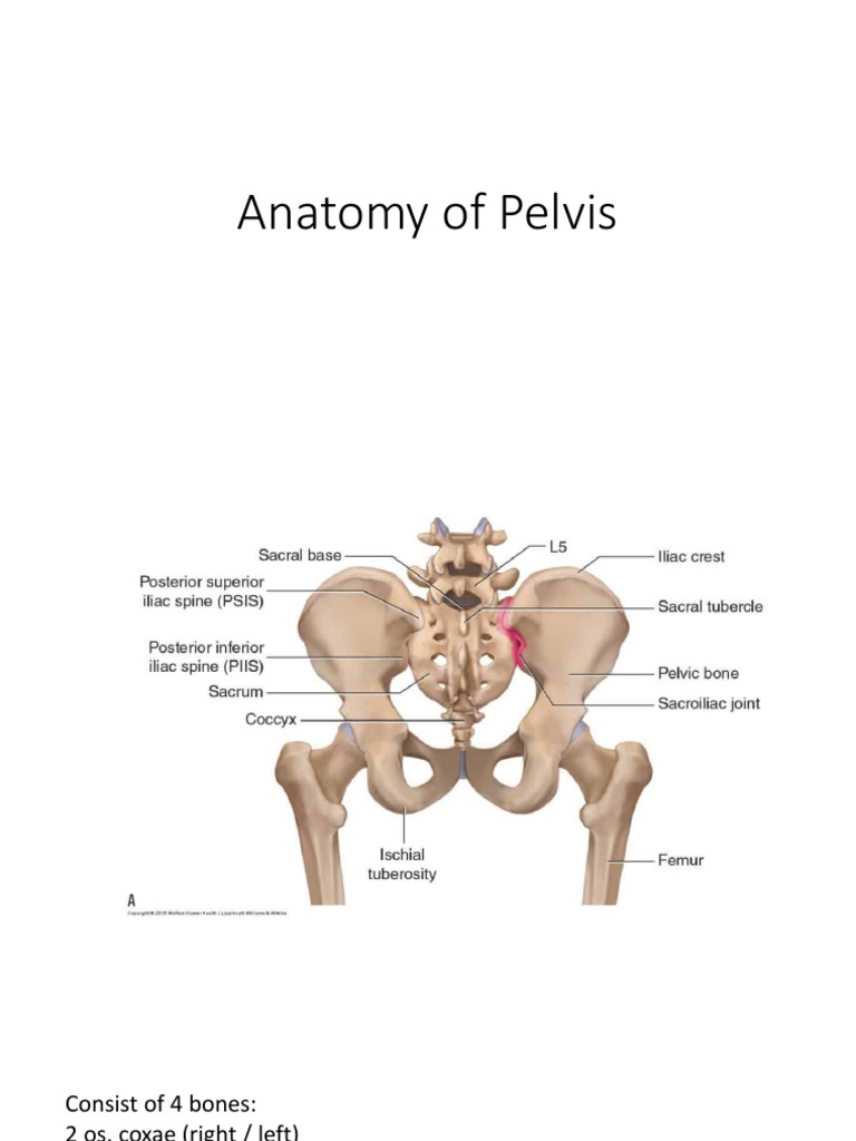 Anatomy Of Pelvis Pdf